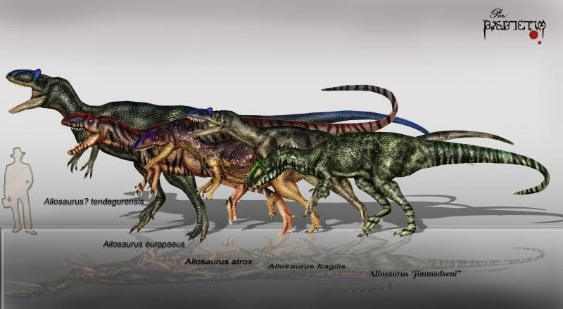 Imagen - Allosaurus species K.jpg | Wiki Prehistórico | FANDOM powered ...