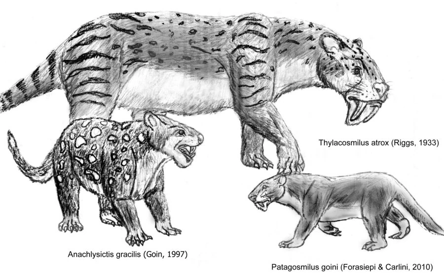 Thylacosmilidae | Wiki Prehistórico | FANDOM powered by Wikia