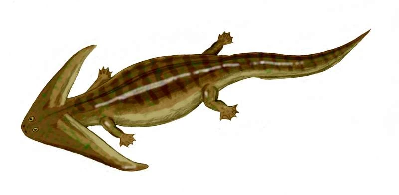 Diplocaulus | Wiki Prehistórico | FANDOM powered by Wikia