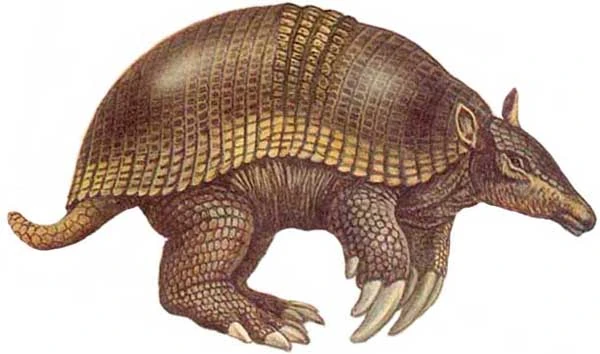 Holmesina | Wiki Prehistórico | Fandom