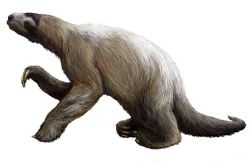 Nothrotheriops | Wiki Prehistórico | FANDOM powered by Wikia