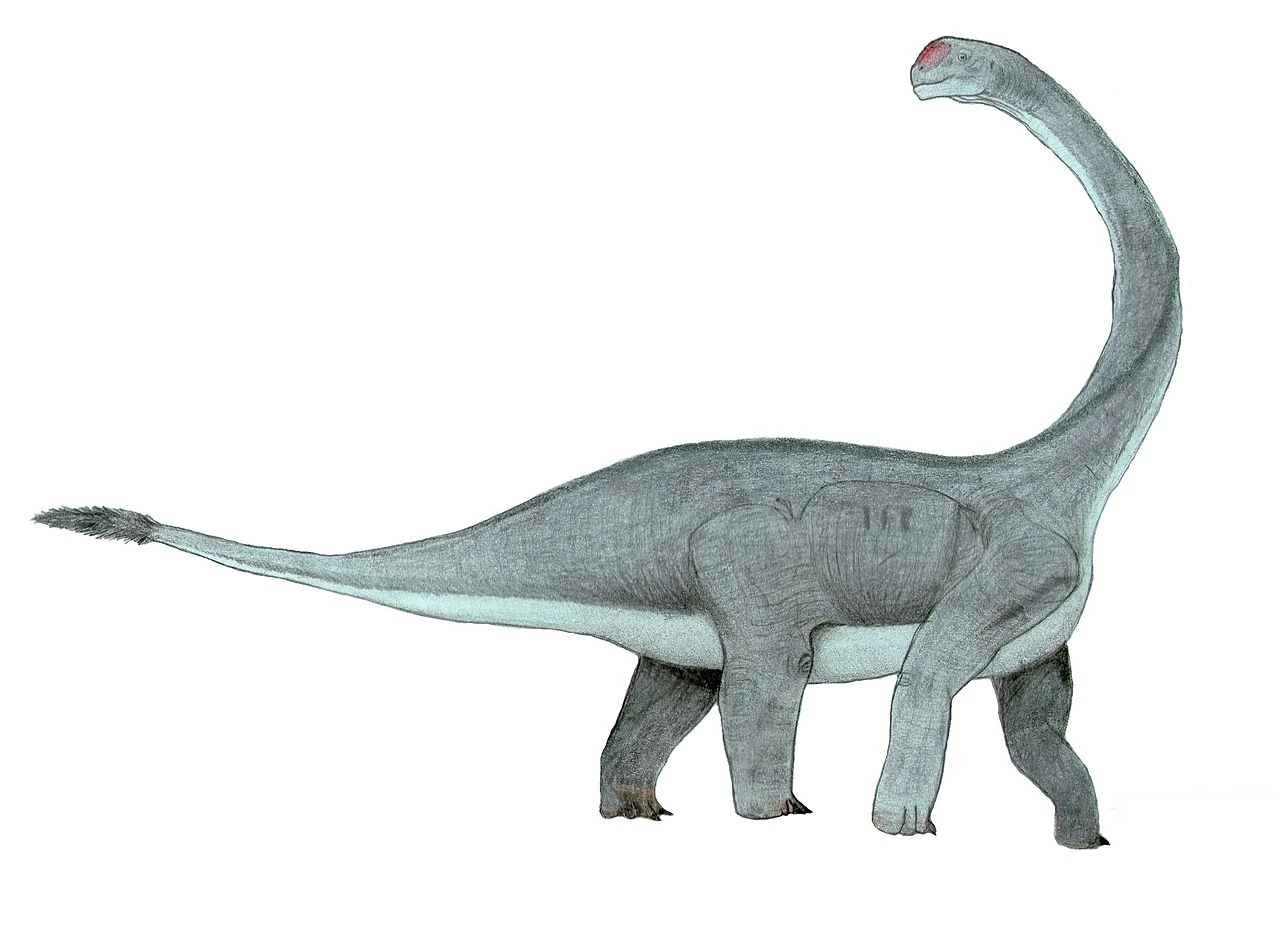 Abrosaurus | Wiki Prehistórico | Fandom