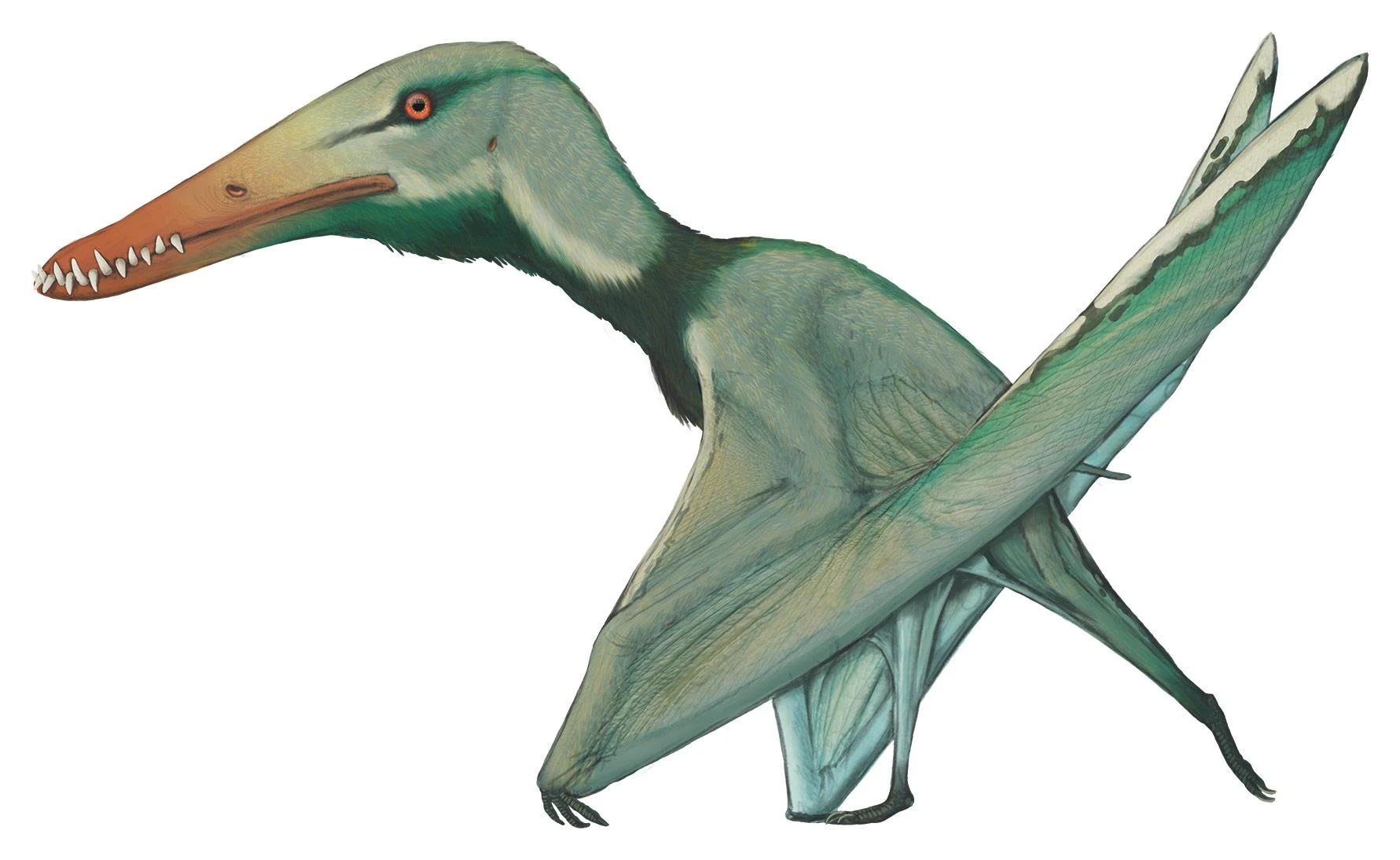 Haopterus | Wiki Prehistórico | Fandom