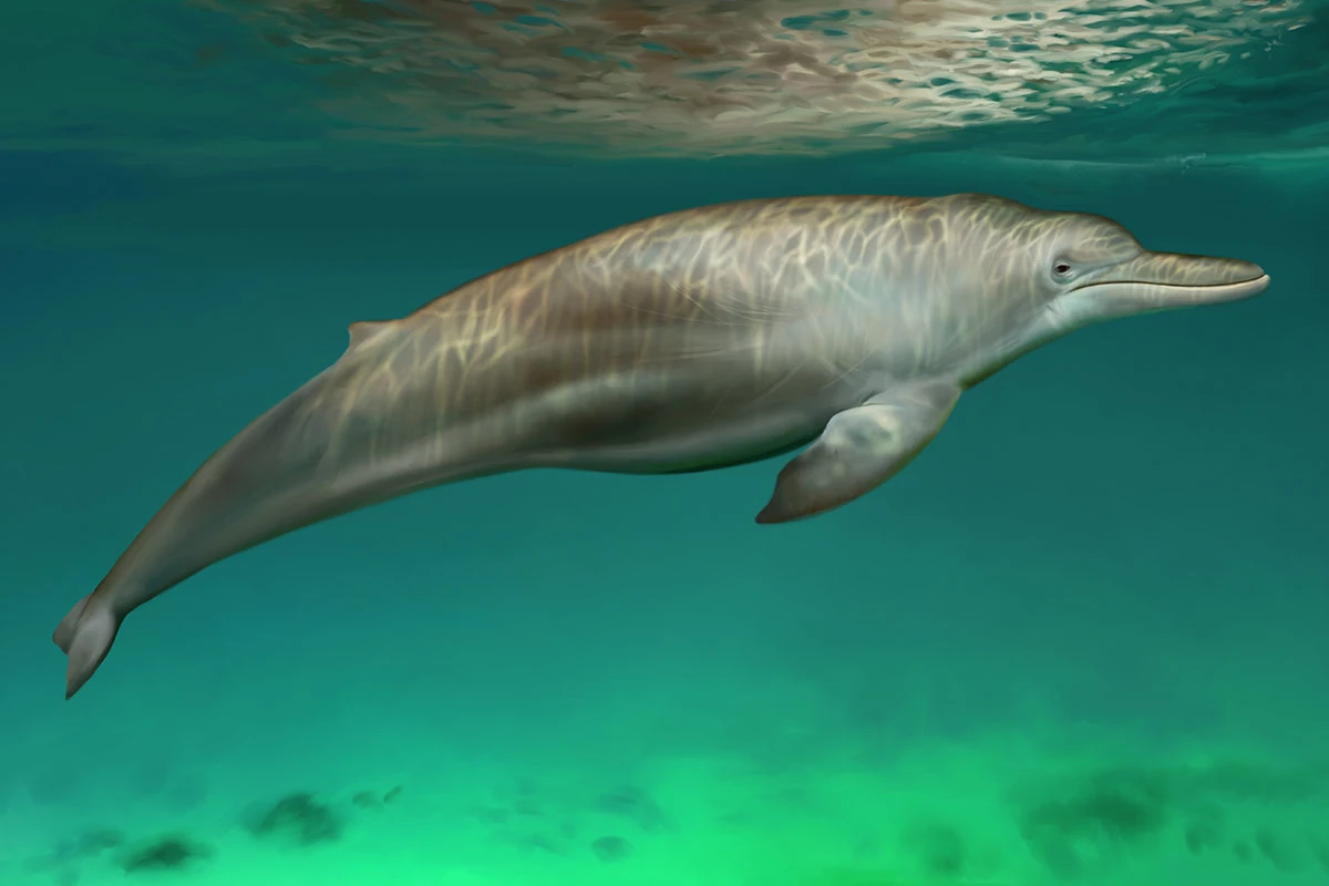 Albertocetus | Wiki Prehistórico | Fandom