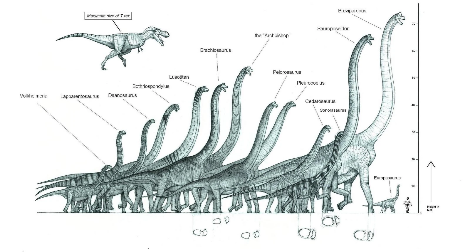 Brachiosauridae | Wiki Prehistórico | Fandom