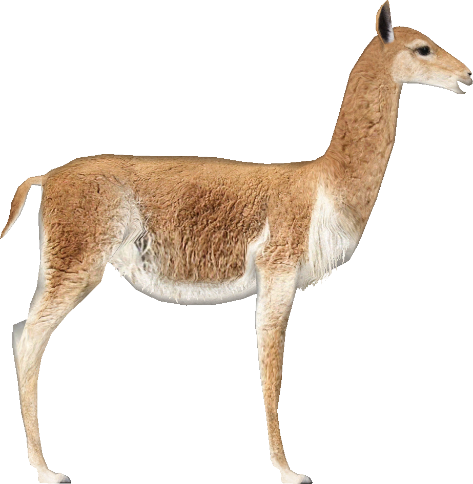 Hemiauchenia Wiki Prehistórico Fandom Powered By Wikia
