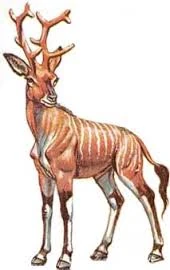 Climacoceras | Wiki Prehistórico | FANDOM powered by Wikia