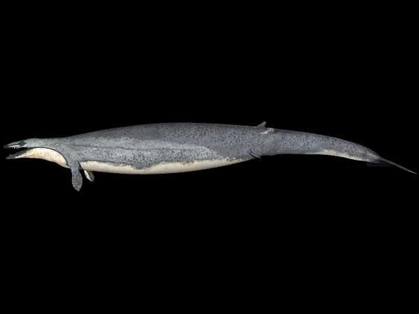Categoría:Cetacea | Wiki Prehistórico | FANDOM powered by Wikia