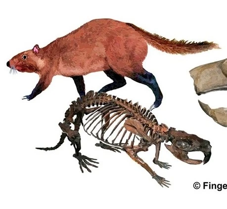 Ischyromys | Wiki Prehistórico | Fandom