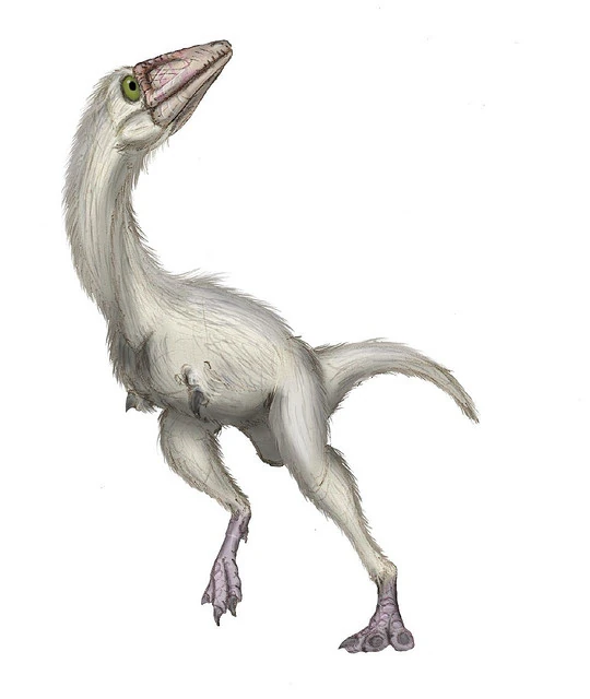 Parvicursor | Wiki Prehistórico | Fandom