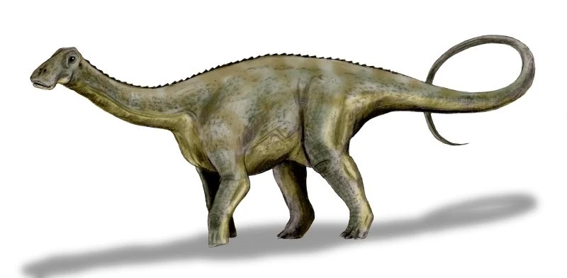 Nigersaurus | Wiki Prehistórico | FANDOM powered by Wikia