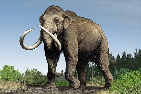 Mammuthus imperator | Wiki Prehistórico | FANDOM powered by Wikia