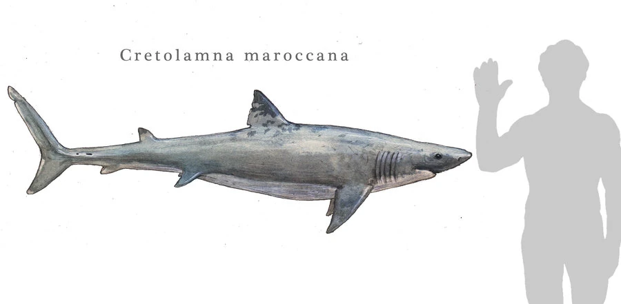 Cretolamna | Wiki Prehistórico | Fandom