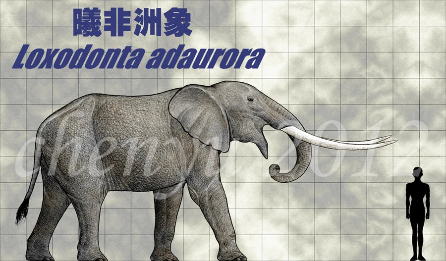 Loxodonta adaurora | Wiki Prehistórico | Fandom