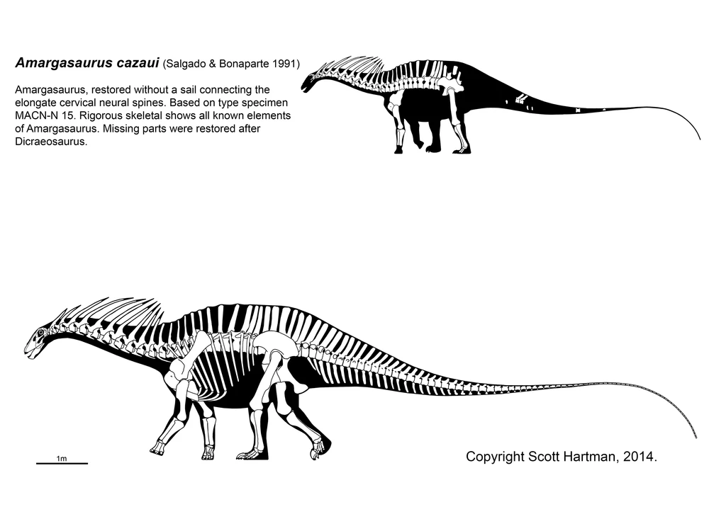 Imagen - Amargasaurus-skeletal.jpg | Wiki Prehistórico | FANDOM powered ...