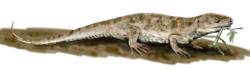 Captorhinus | Wiki Prehistórico | FANDOM powered by Wikia