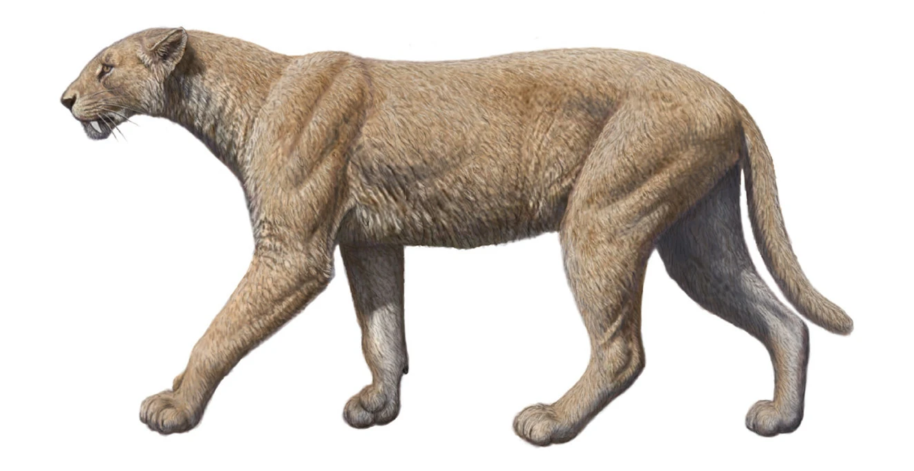 Machairodus | Wiki Prehistórico | FANDOM powered by Wikia