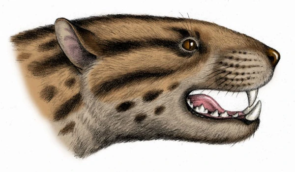 Oxyaena | Wiki Prehistórico | FANDOM powered by Wikia