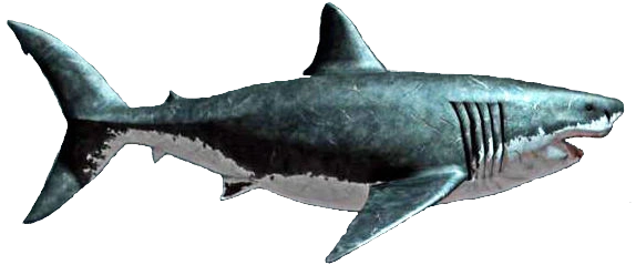 Imagen - Megalodón.png | Wiki Prehistórico | FANDOM powered by Wikia