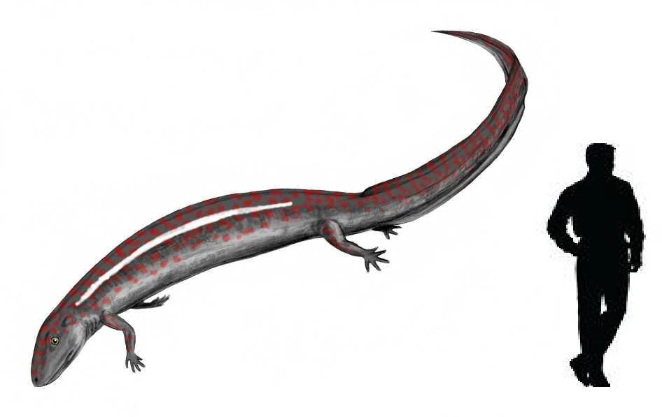 Categoría:Embolomeri | Wiki Prehistórico | FANDOM powered by Wikia