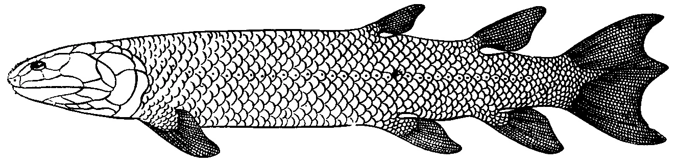 Categoría:Tetrapodomorpha | Wiki Prehistórico | FANDOM powered by Wikia