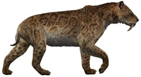 Smilodon | Wiki Prehistórico | Fandom