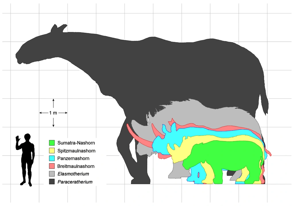 Paraceratherium | Wiki Prehistórico | FANDOM powered by Wikia