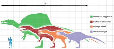 Spinosauridae | Wiki Prehistórico | FANDOM powered by Wikia