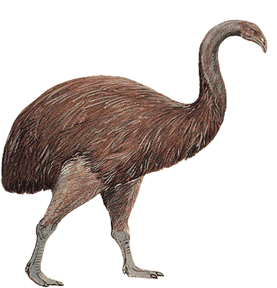 Dinornis | Wiki Prehistórico | FANDOM powered by Wikia