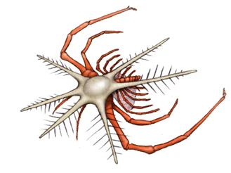 Mimetaster | Wiki Prehistórico | Fandom