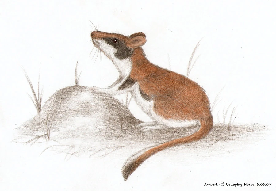 Hypnomys morpheus | Wiki Prehistórico | FANDOM powered by Wikia