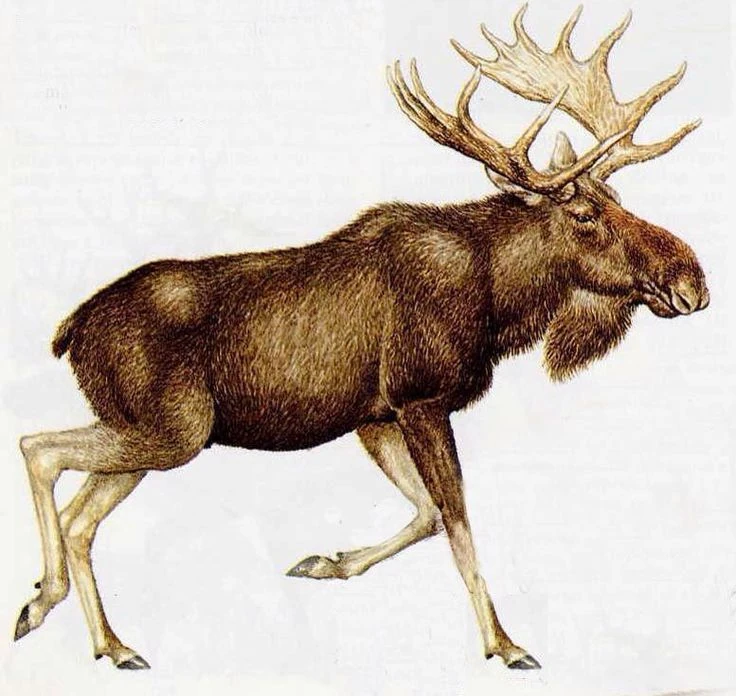 Alces alces caucasicus | Wiki Prehistórico | FANDOM powered by Wikia