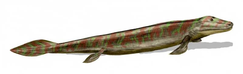 Tiktaalik | Wiki Prehistórico | FANDOM powered by Wikia