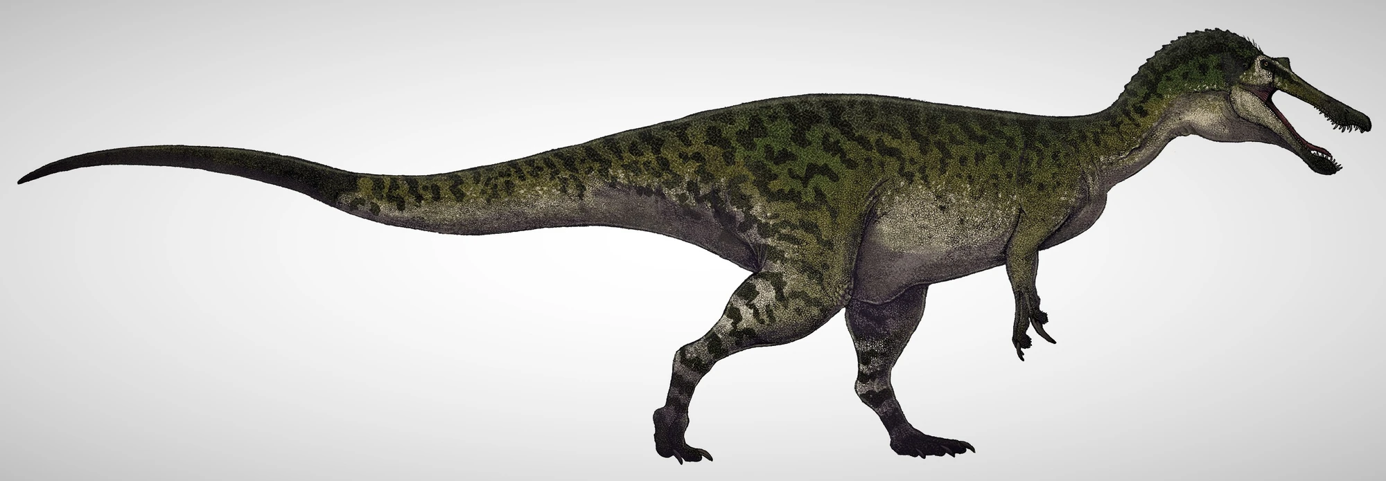 Baryonyx | Wiki Prehistórico | Fandom