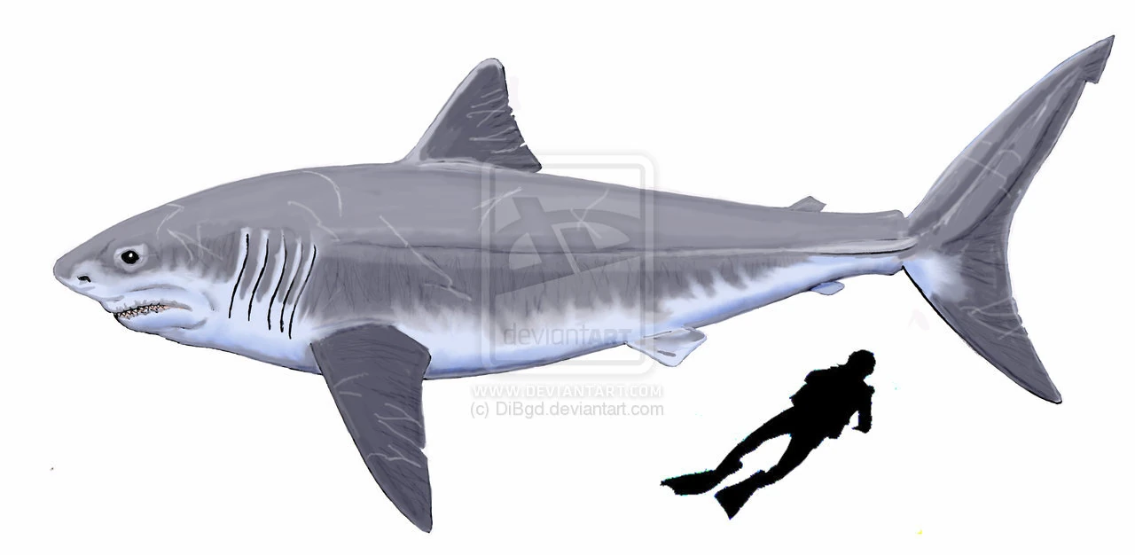 Otodus obliquus | Wiki Prehistórico | FANDOM powered by Wikia