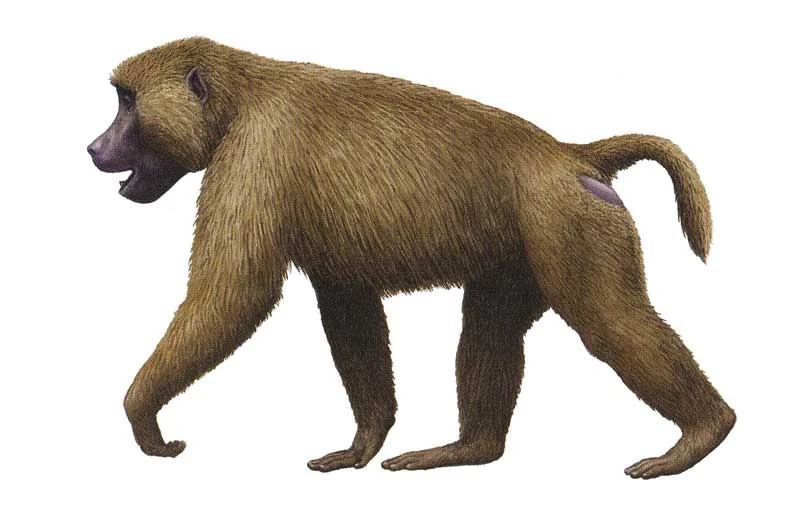 Theropithecus oswaldi | Wiki Prehistórico | Fandom