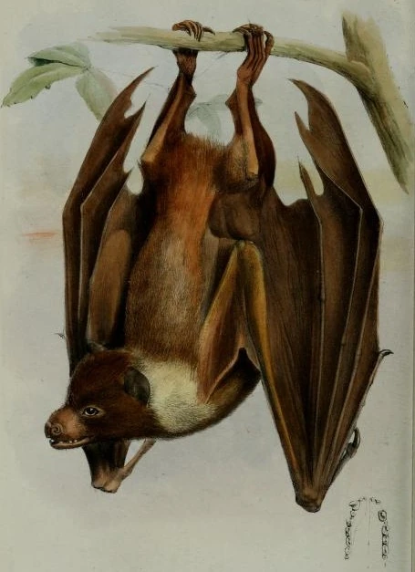 Acerodon lucifer | Wiki Prehistórico | Fandom