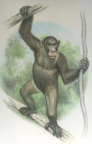 Morotopithecus | Wiki Prehistórico | Fandom