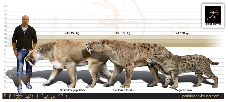 Smilodon populator | Wiki Prehistórico | FANDOM powered by Wikia