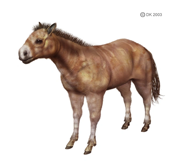 Merychippus | Wiki Prehistórico | FANDOM powered by Wikia