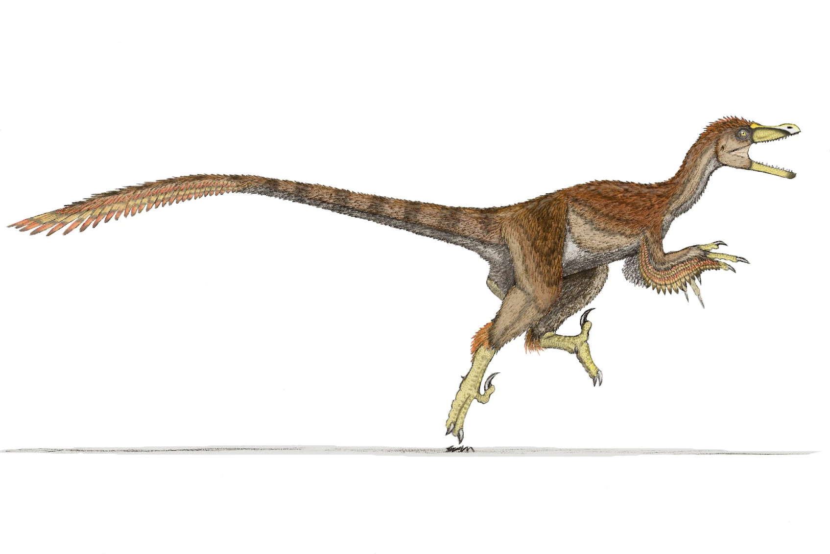 Velociraptor | Wiki Prehistórico | FANDOM powered by Wikia