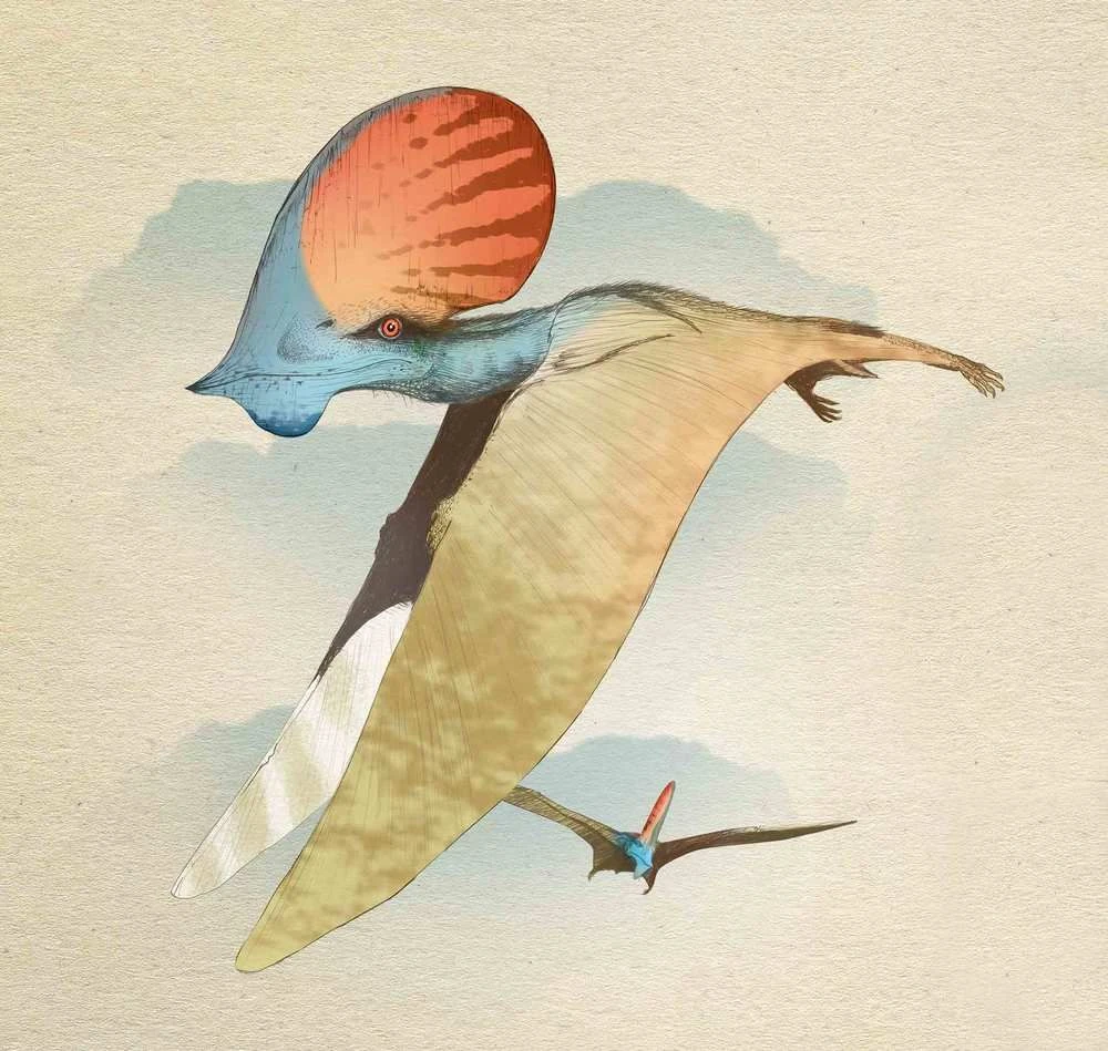 Tapejara | Wiki Prehistórico | Fandom