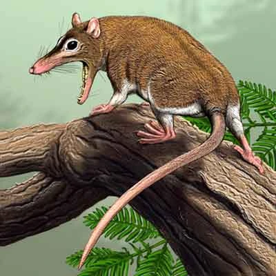 Sinodelphys | Wiki Prehistórico | Fandom