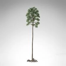 Cordaites | Wiki Prehistórico | FANDOM powered by Wikia