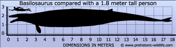 Imagen - Basilosaurus-size.jpg | Wiki Prehistórico | FANDOM powered by ...