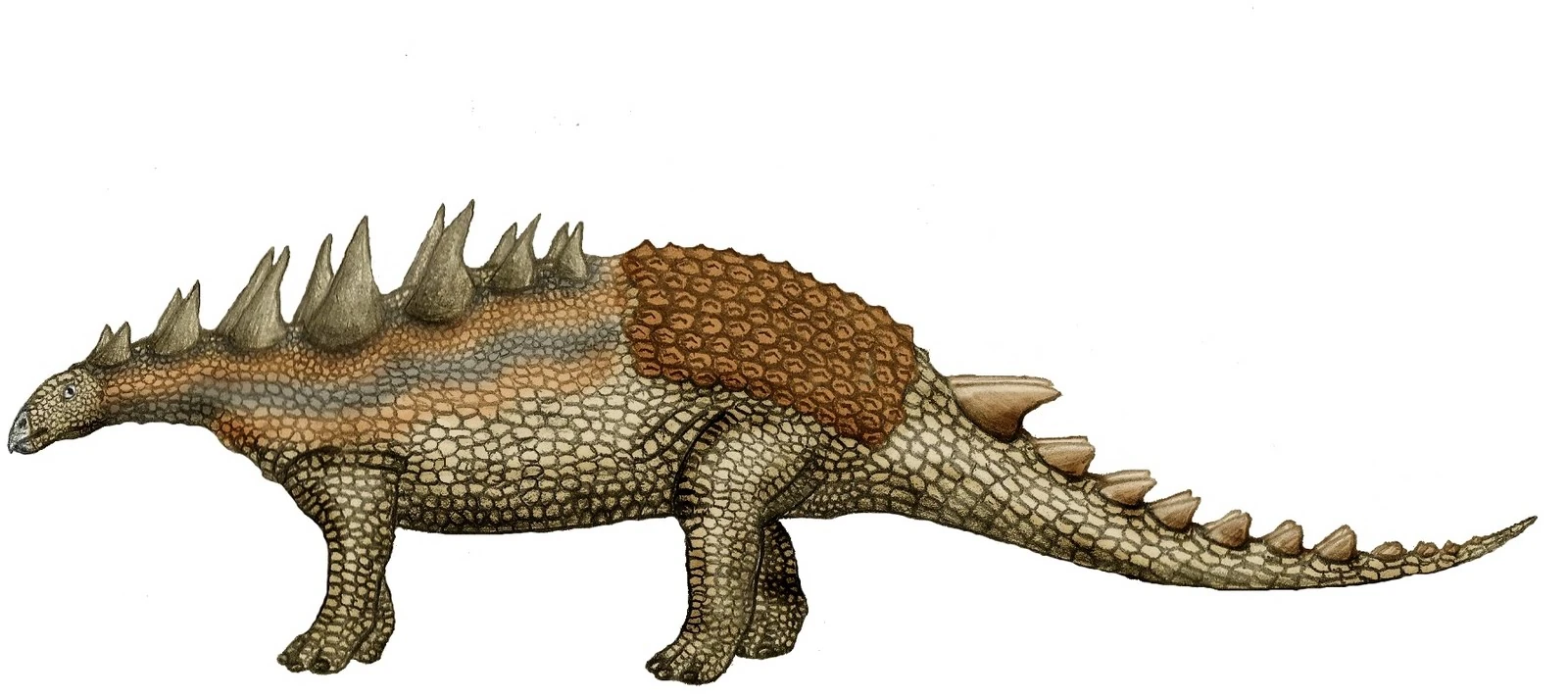 Polacanthus | Wiki Prehistórico | FANDOM powered by Wikia