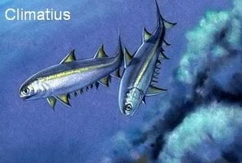 Climatius | Wiki Prehistórico | FANDOM powered by Wikia