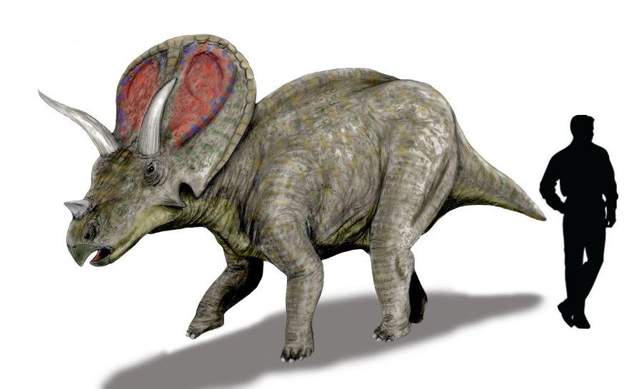 Torosaurus Wiki Prehistórico Fandom Powered By Wikia
