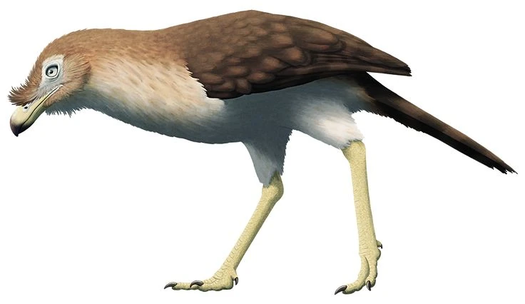 Bathornis | Wiki Prehistórico | FANDOM powered by Wikia