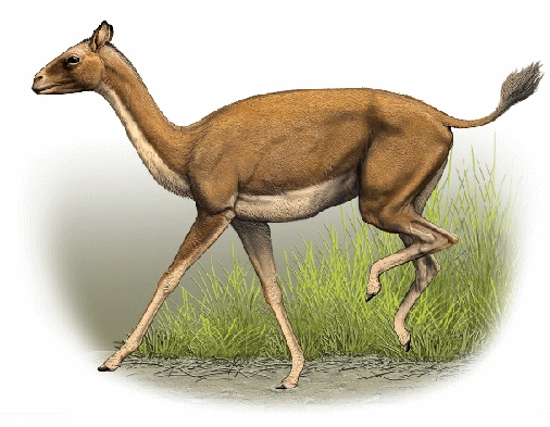 Poebrotherium | Wiki Prehistórico | FANDOM powered by Wikia